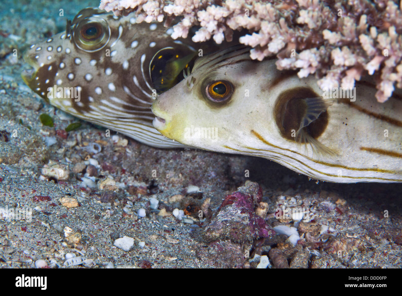 Striped dog face pufferfish hi-res stock photography and images - Alamy