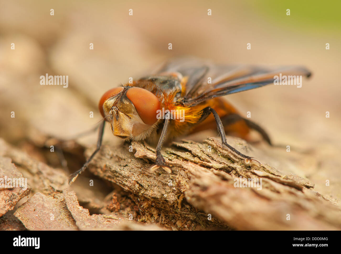 Phasia hemiptera hi-res stock photography and images - Alamy