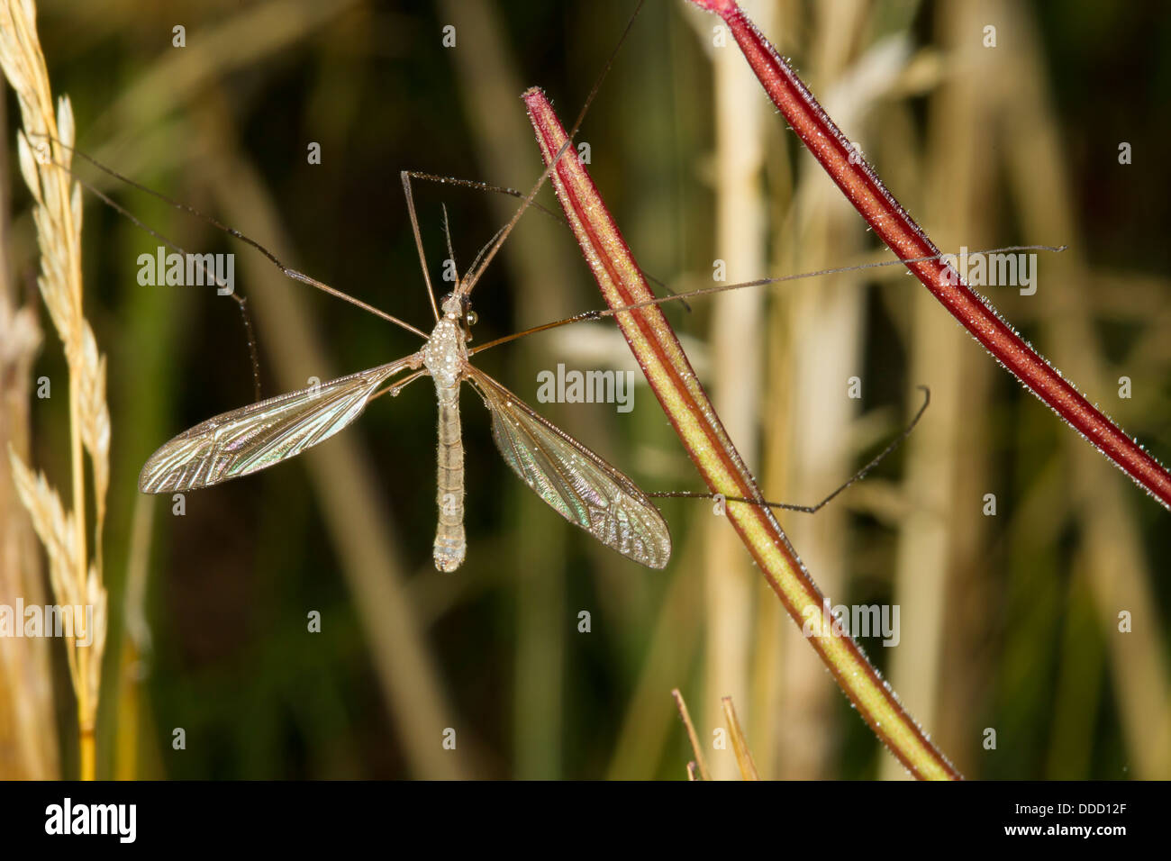 Crane Fly. Tipula oleracea (Tipulidae Stock Photo - Alamy