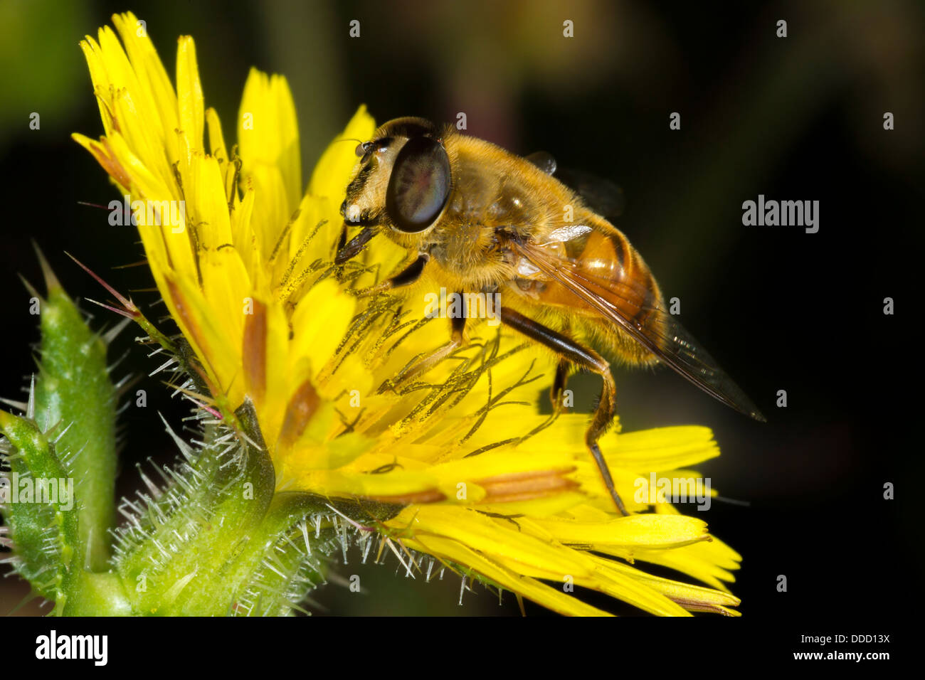 Western Honey Bee. Apis mellifera (Apidae Stock Photo - Alamy