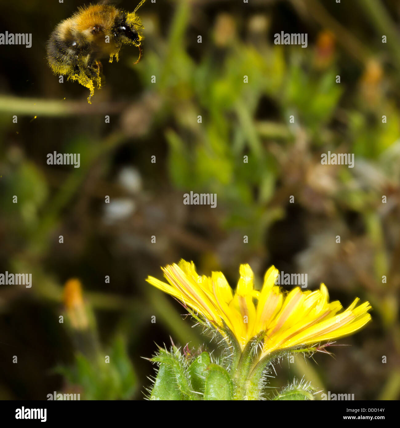 Western Honey Bee. Apis mellifera (Apidae Stock Photo - Alamy