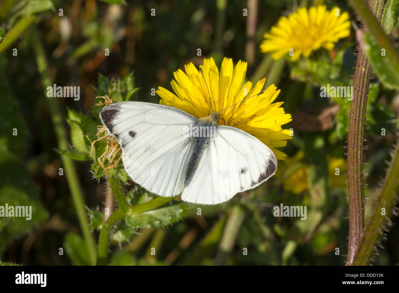 Pieridae hi-res stock photography and images - Alamy