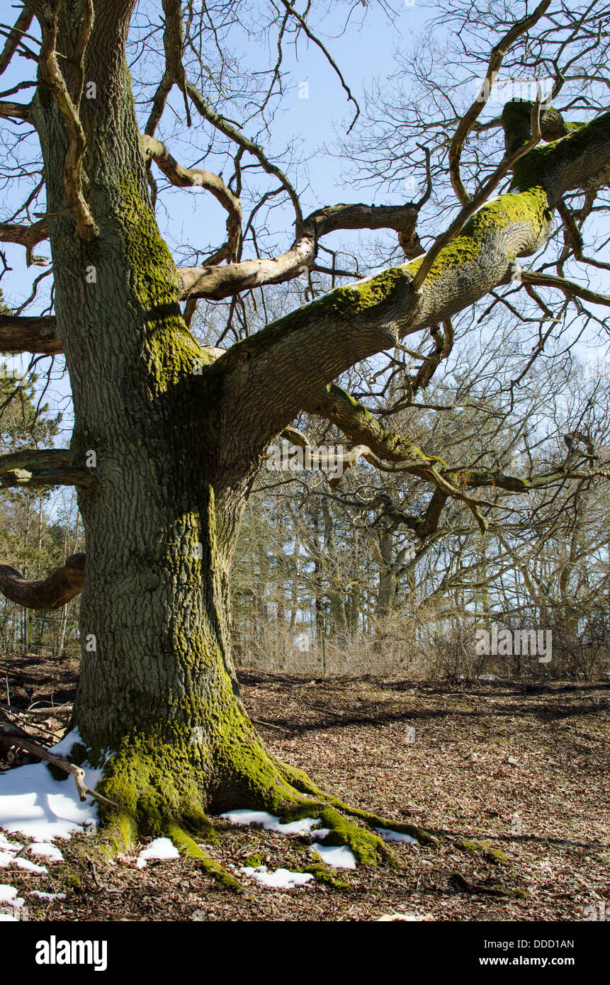 Old oak tree at early springtime Stock Photo - Alamy
