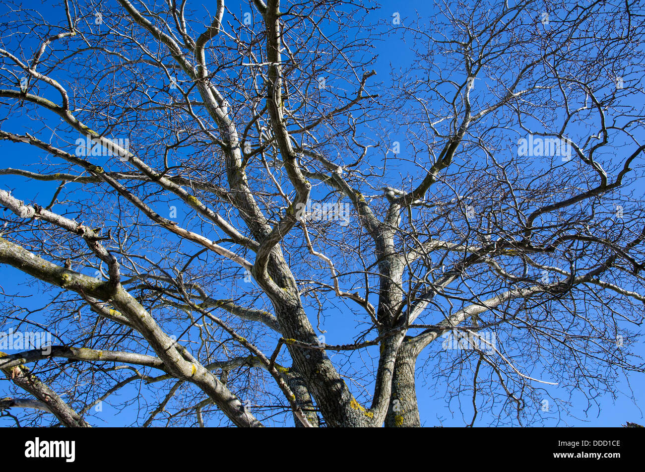 Bare wych elm tree branches at a clear blue sky Stock Photo - Alamy