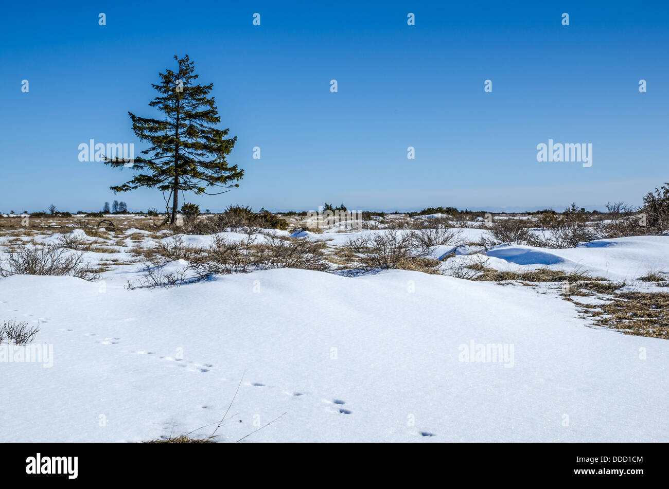 Lone spruce tree at the Great Alvar Plain located on the island Oland ...