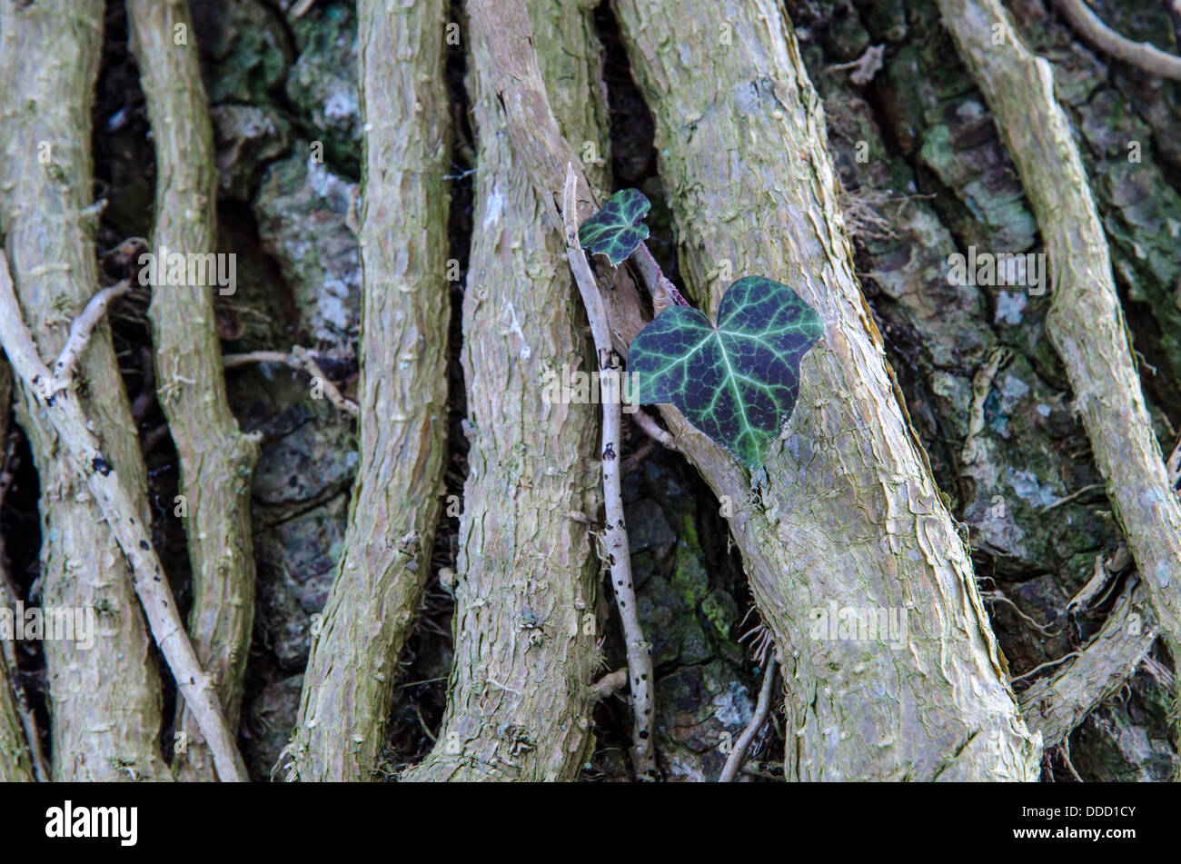 Twisted tree trunk hi-res stock photography and images - Alamy