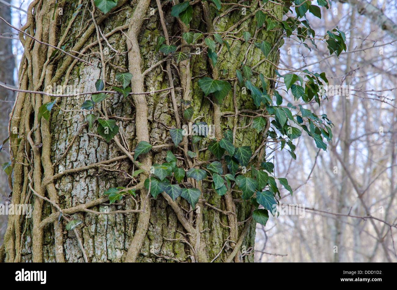 Ivy climbing at a tree stem hi-res stock photography and images - Alamy
