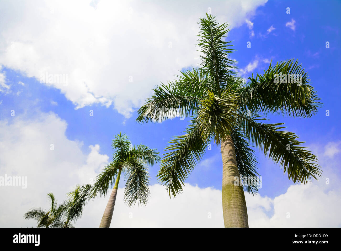 Coco floral hi-res stock photography and images - Alamy