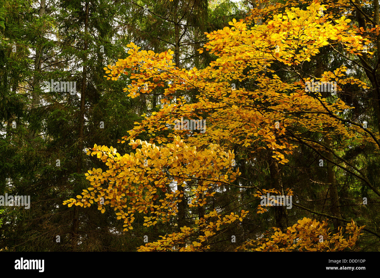 Beech in spruce forest Stock Photo - Alamy