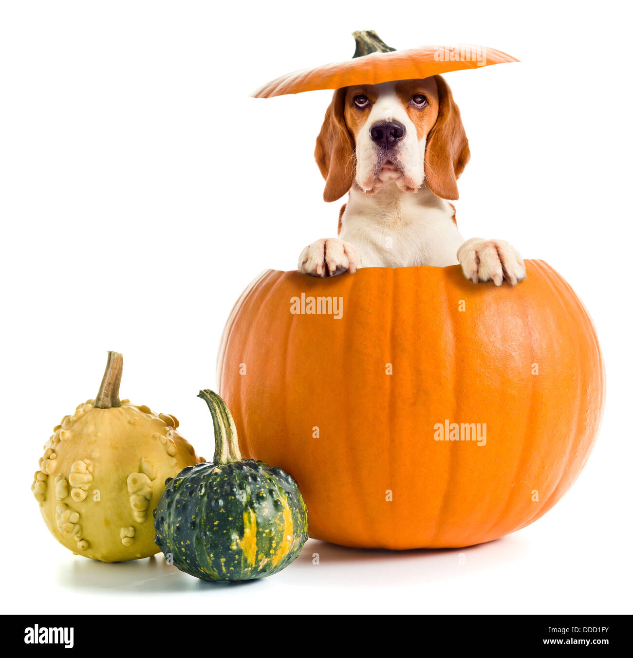 beagle in pumpkin isolated on a white background Stock Photo - Alamy