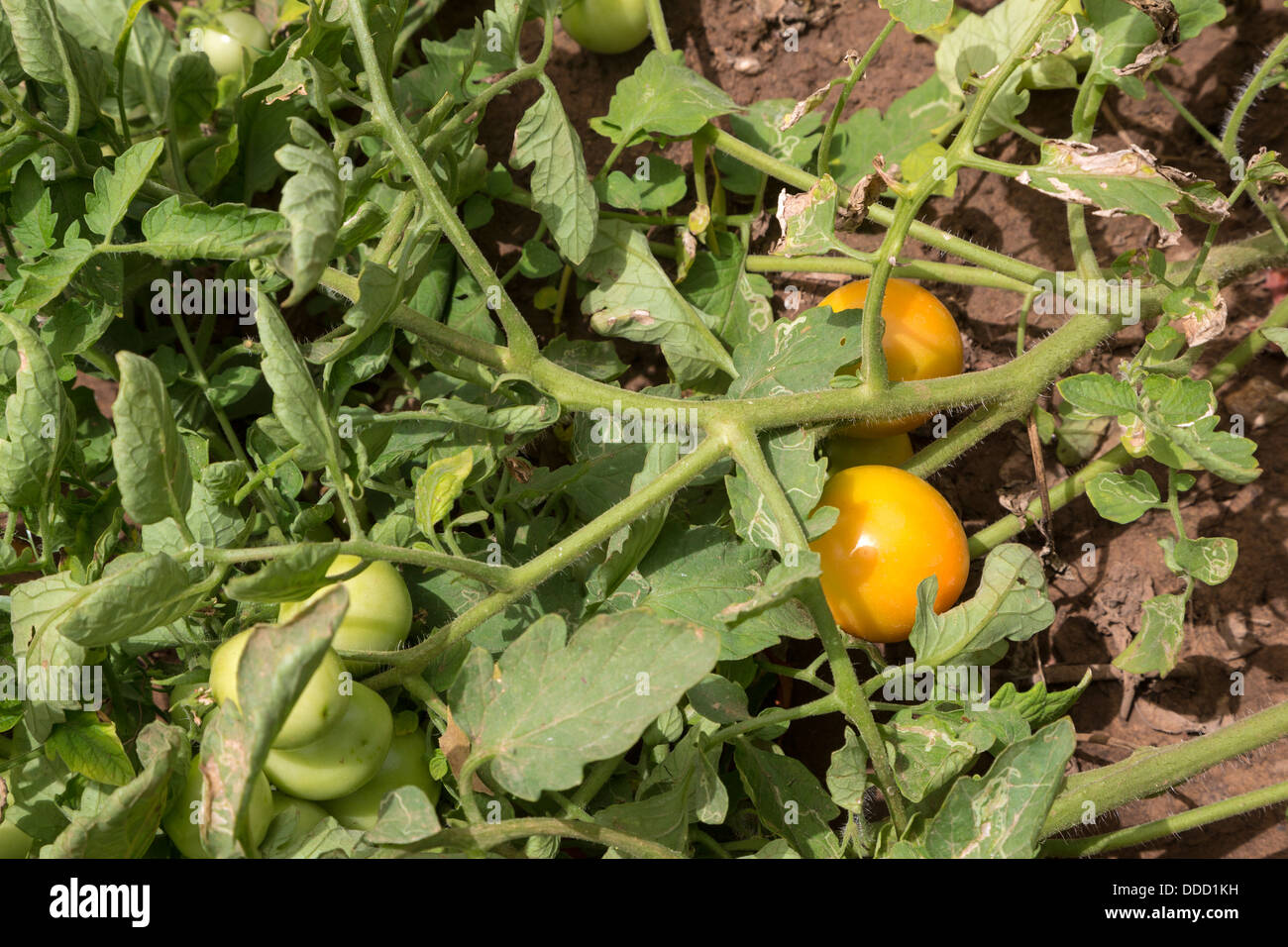 African tomatoes hi-res stock photography and images - Alamy