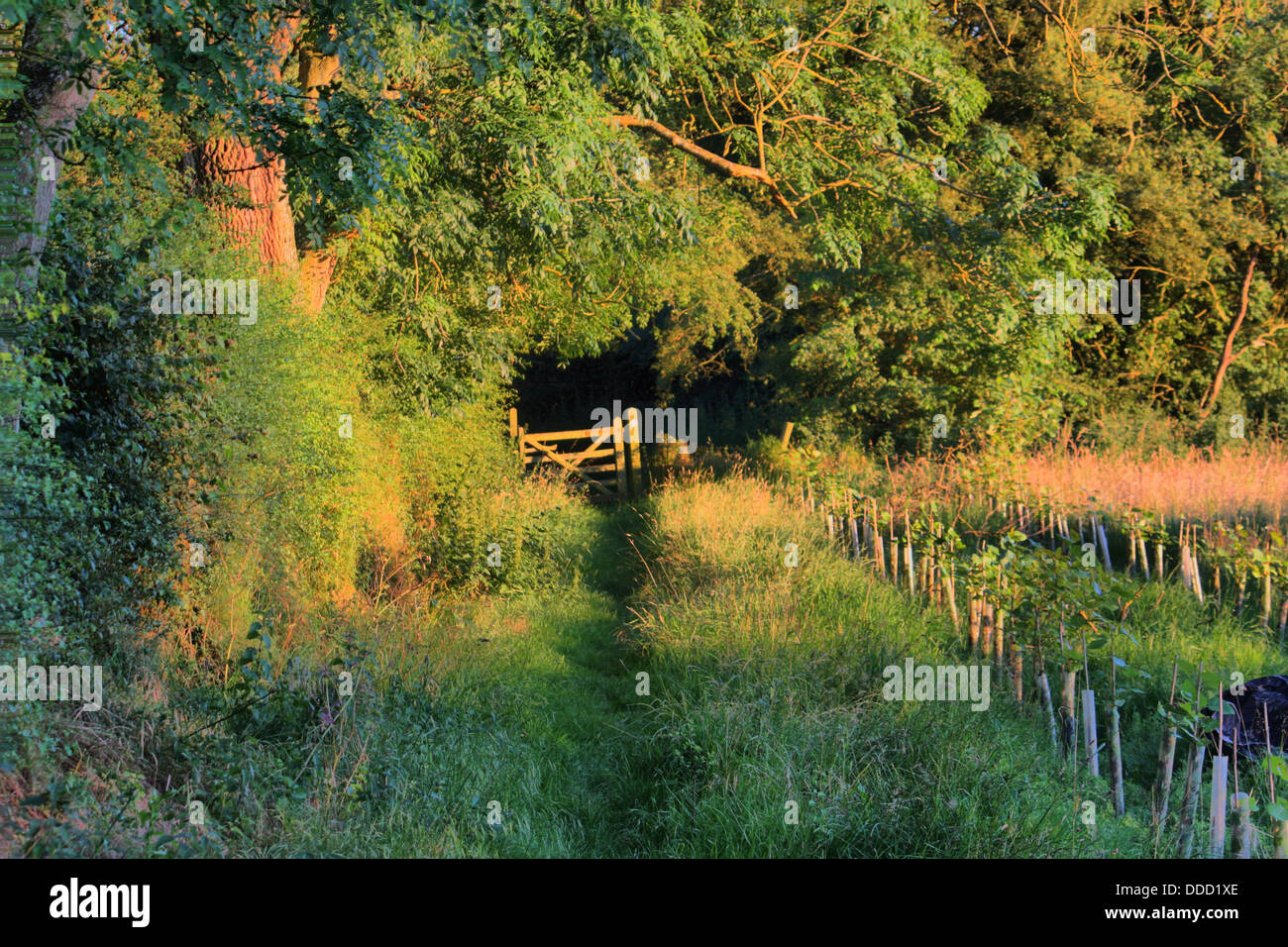 Natural path leading to a gate into a wooded area Stock Photo - Alamy