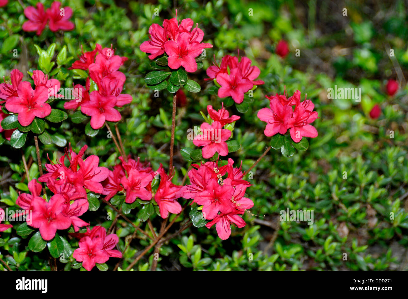 azaleas in bloom Stock Photo - Alamy
