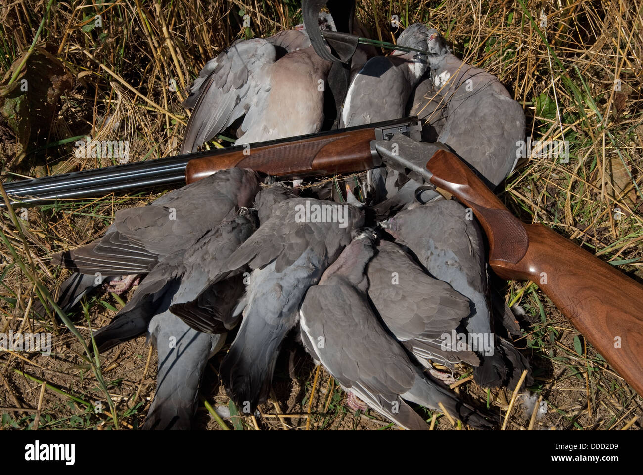 Camouflaged gun hi-res stock photography and images - Alamy