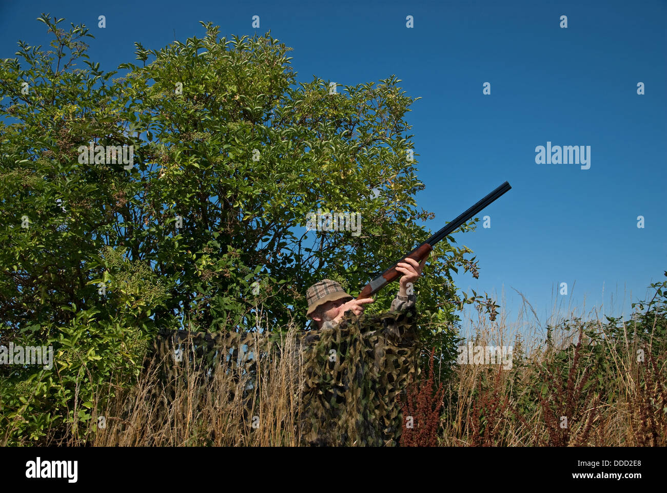 Pigeon shooting from a camouflaged net hide in summer Stock Photo - Alamy