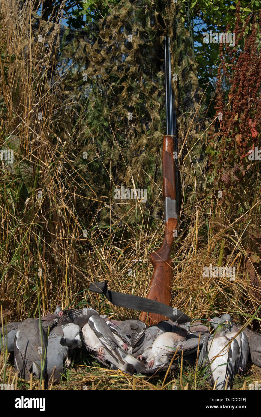 Pigeons uk country hi-res stock photography and images - Alamy