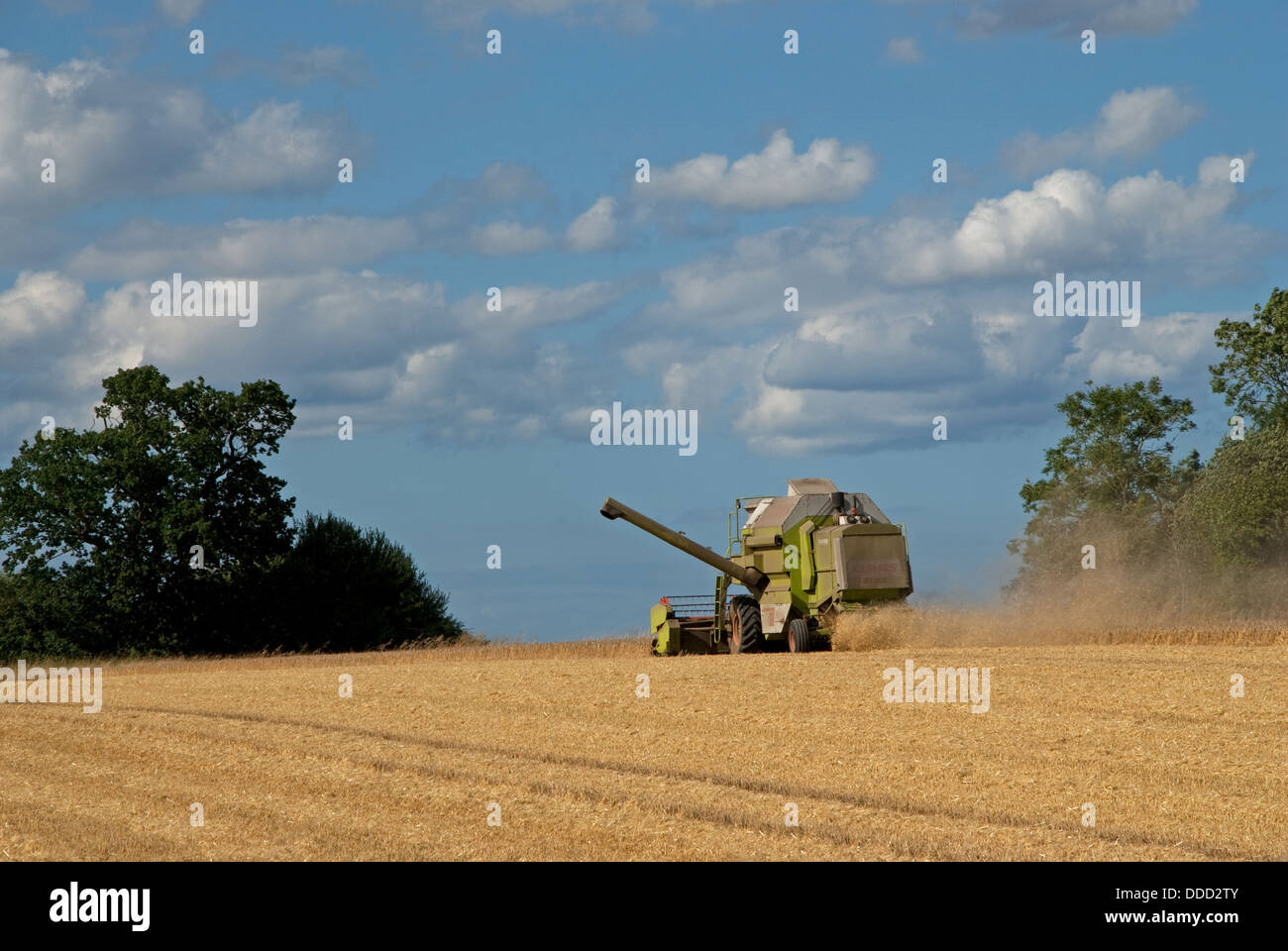 Combine harvester cutting field of barley Stock Photo - Alamy