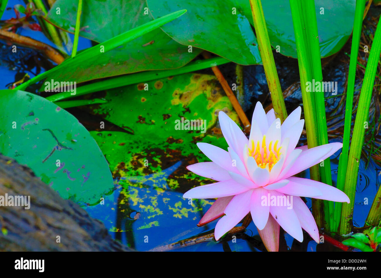 Pink lotus in swamp nature hi-res stock photography and images - Alamy