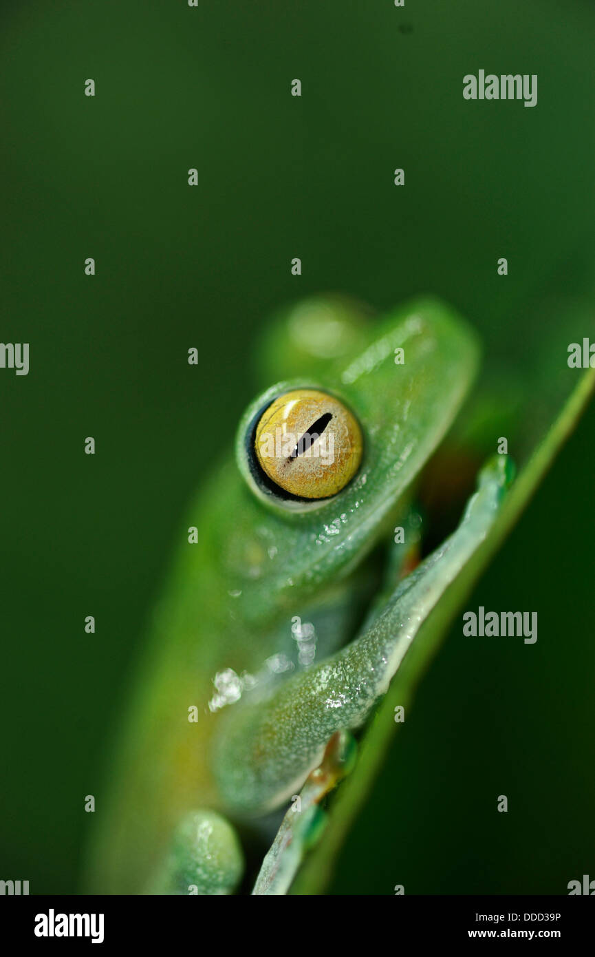 Canal Zone Tree Frog High Resolution Stock Photography and Images - Alamy