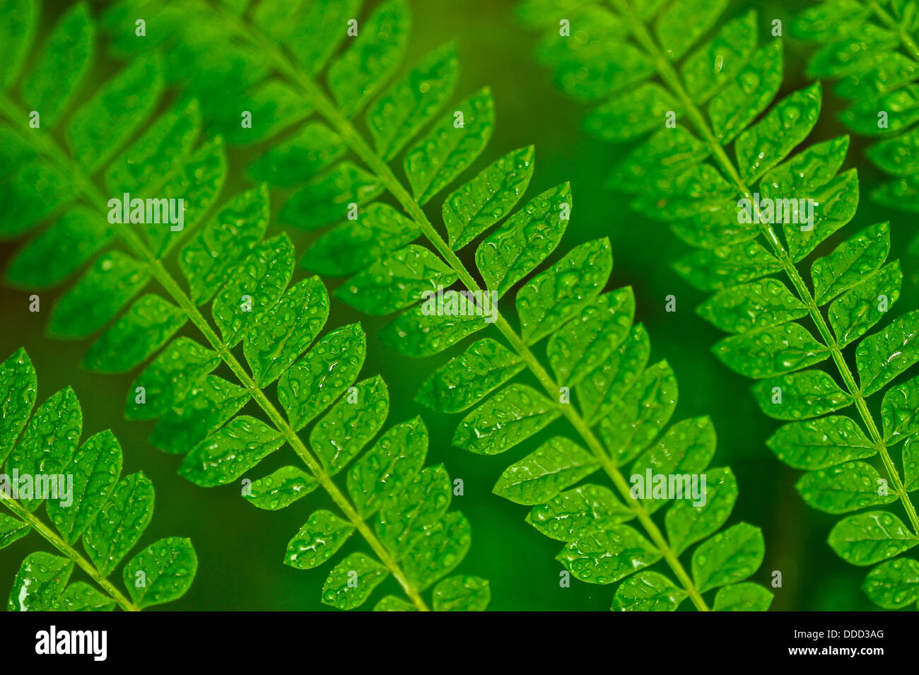 Dew forms on a bright green ferns Stock Photo - Alamy