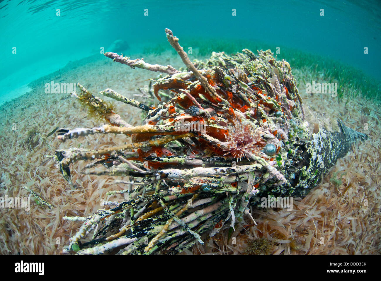 Tree logs underwater hi-res stock photography and images - Alamy