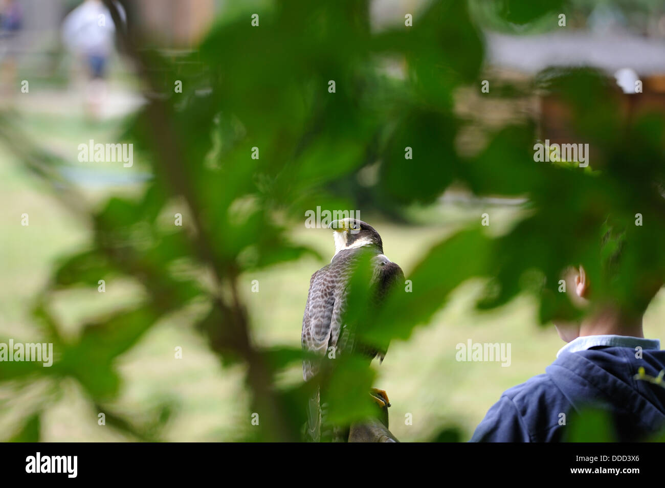Falcon flying free,wings spread Stock Photo - Alamy