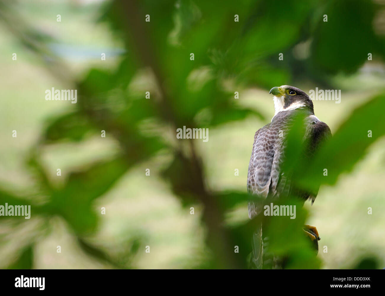 Falcon flying free,wings spread Stock Photo - Alamy