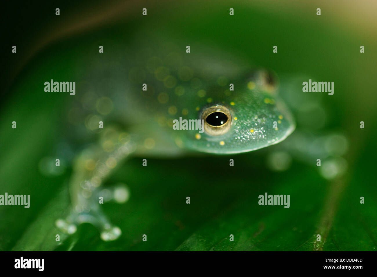A San Jose Cochran frog (Cochranella euknemos) perches on a leaf Stock ...