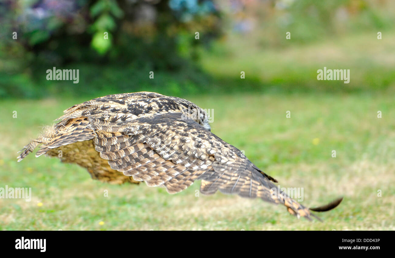 Uhu,Eurasian Eagle Owl Stock Photo - Alamy
