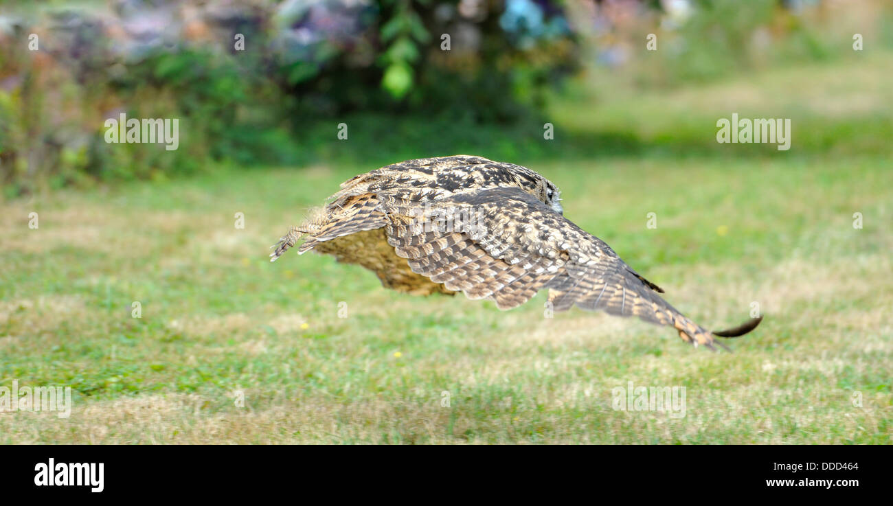 Uhu,Eurasian Eagle Owl Stock Photo - Alamy