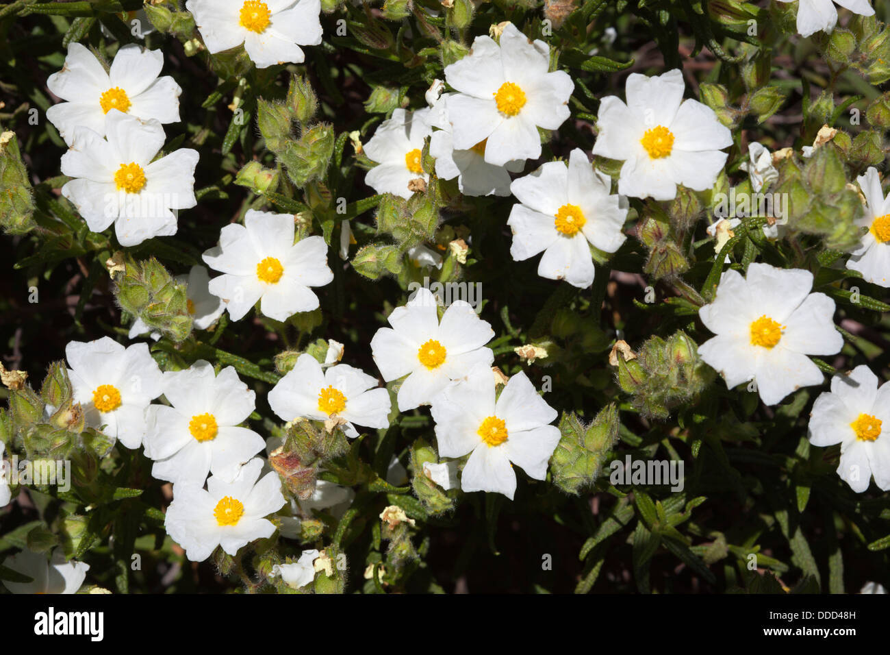 Wild mountain flowers in the Atlas Mountains of Morocco Stock Photo - Alamy