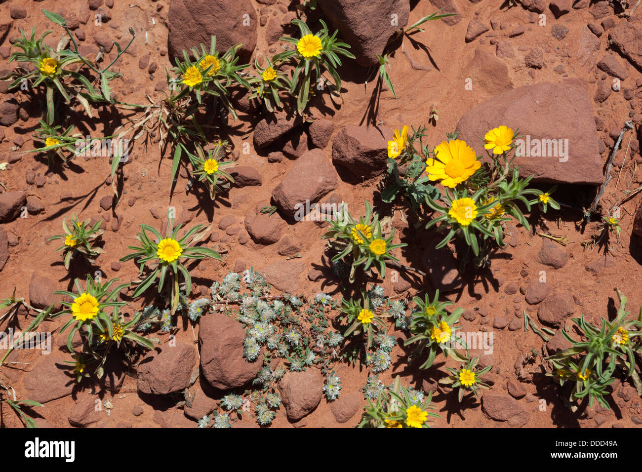 Wild mountain flowers in the Atlas Mountains of Morocco Stock Photo - Alamy