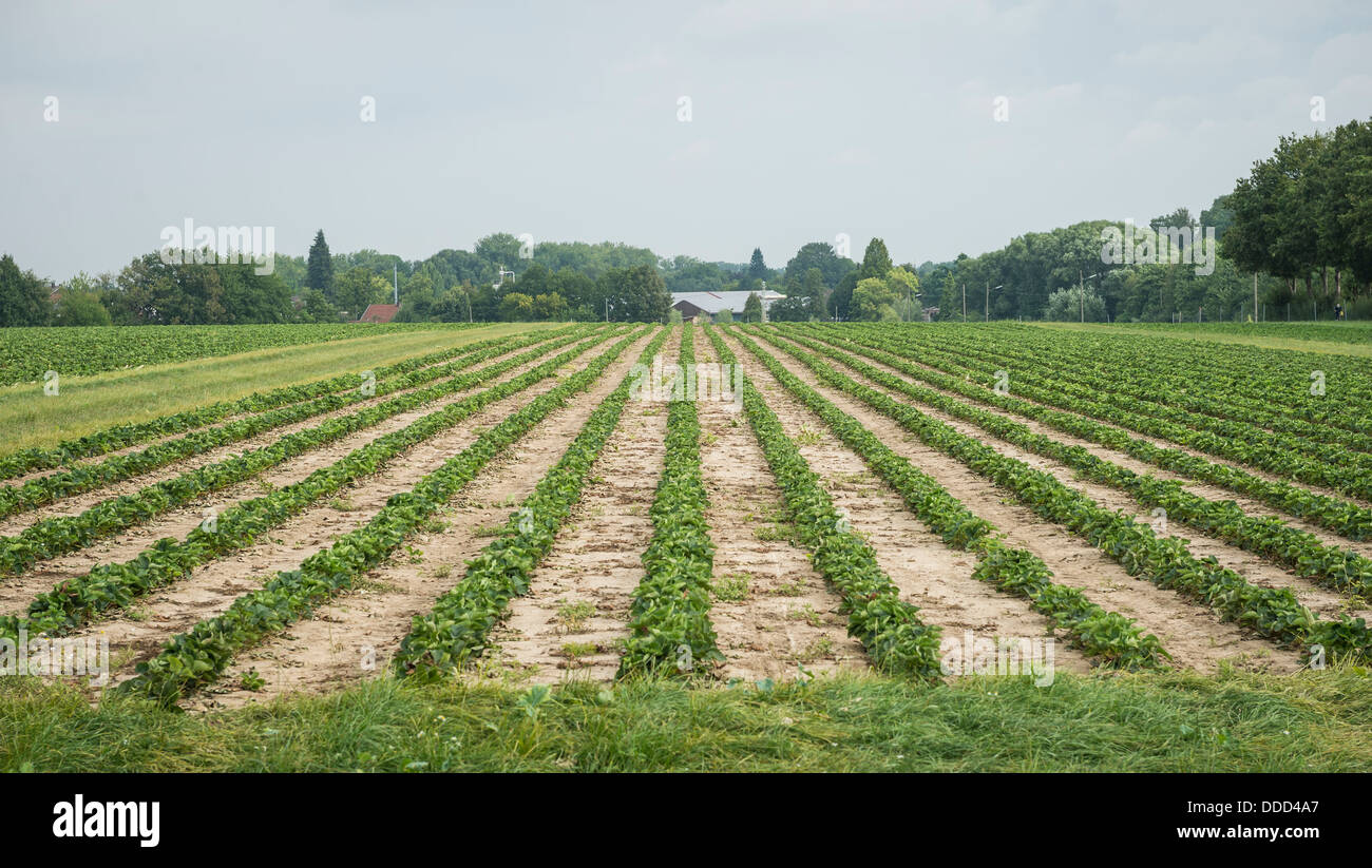 German farmland hi-res stock photography and images - Alamy