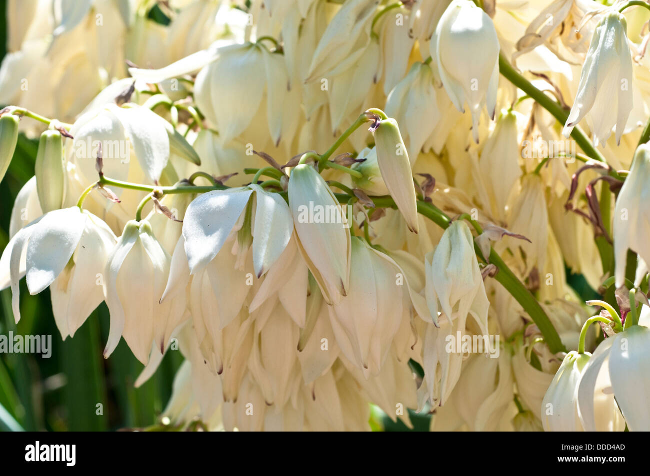 Flowering Yucca recurvifolia Stock Photo - Alamy