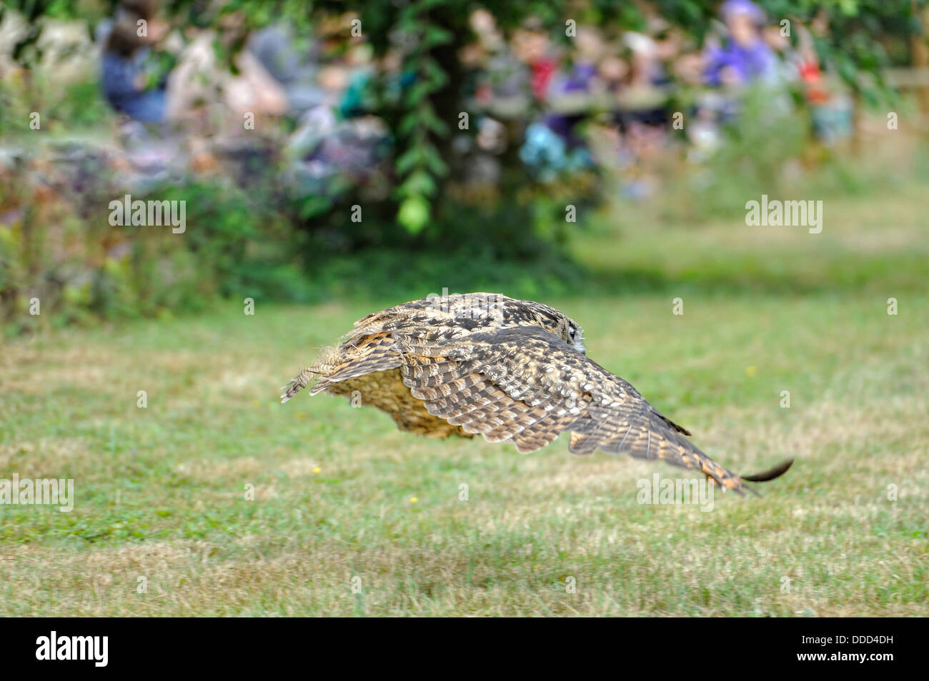 Uhu,Eurasian Eagle Owl Stock Photo - Alamy