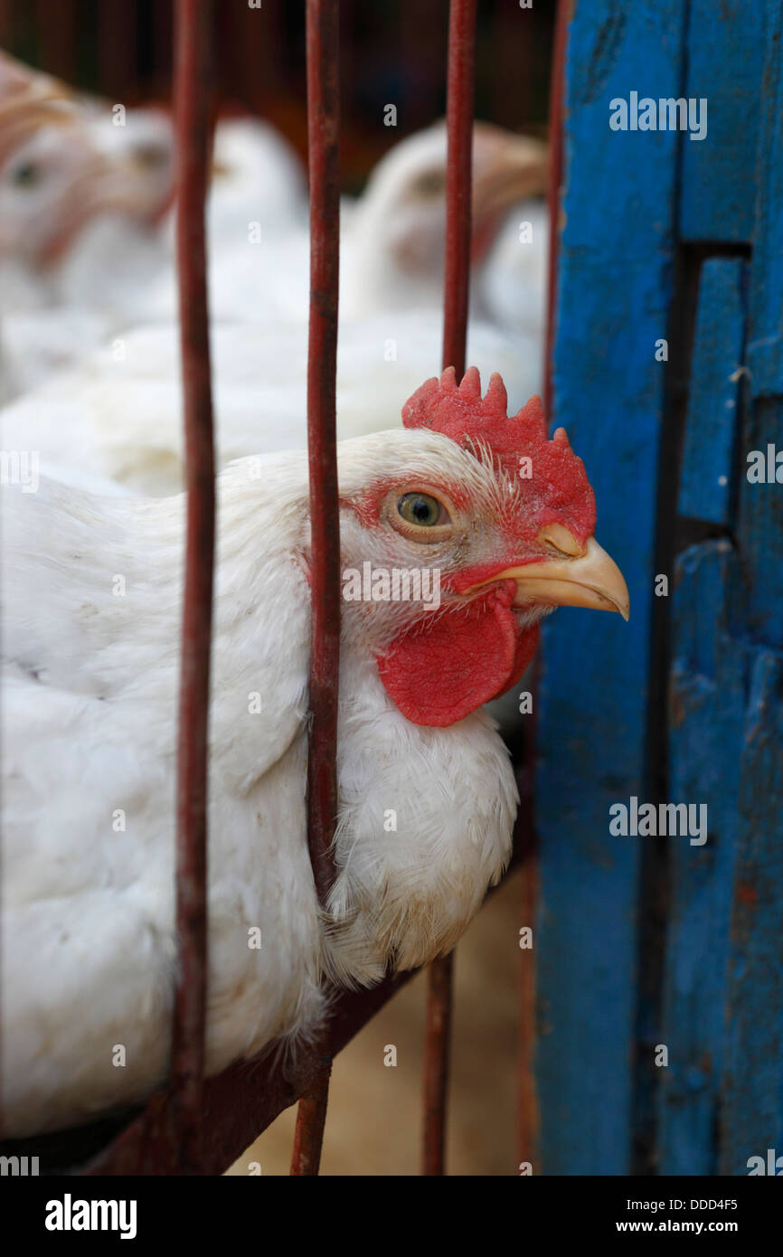 Caged chickens hi-res stock photography and images - Alamy