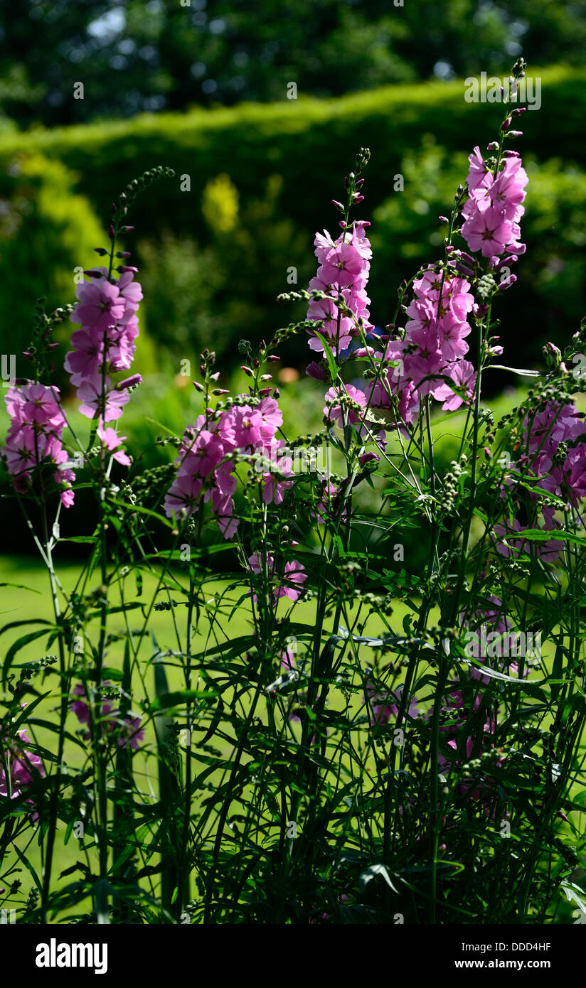 Summer colour color at Moanwing gardens Rathkeale Limerick Ireland ...