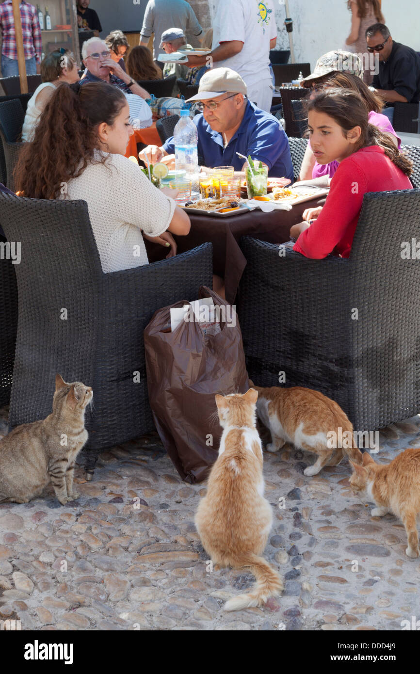 Begging cat hi-res stock photography and images - Alamy