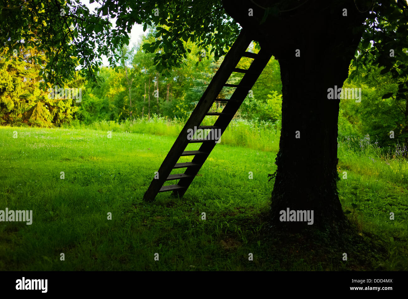 Ladder against a tree hi-res stock photography and images - Alamy