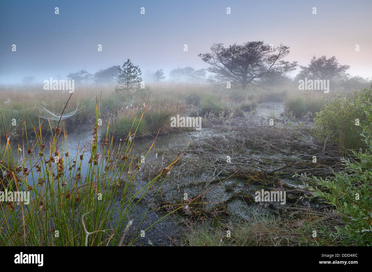 dense morning fog over swamp, Fochteloerveen, Netherlands Stock Photo ...
