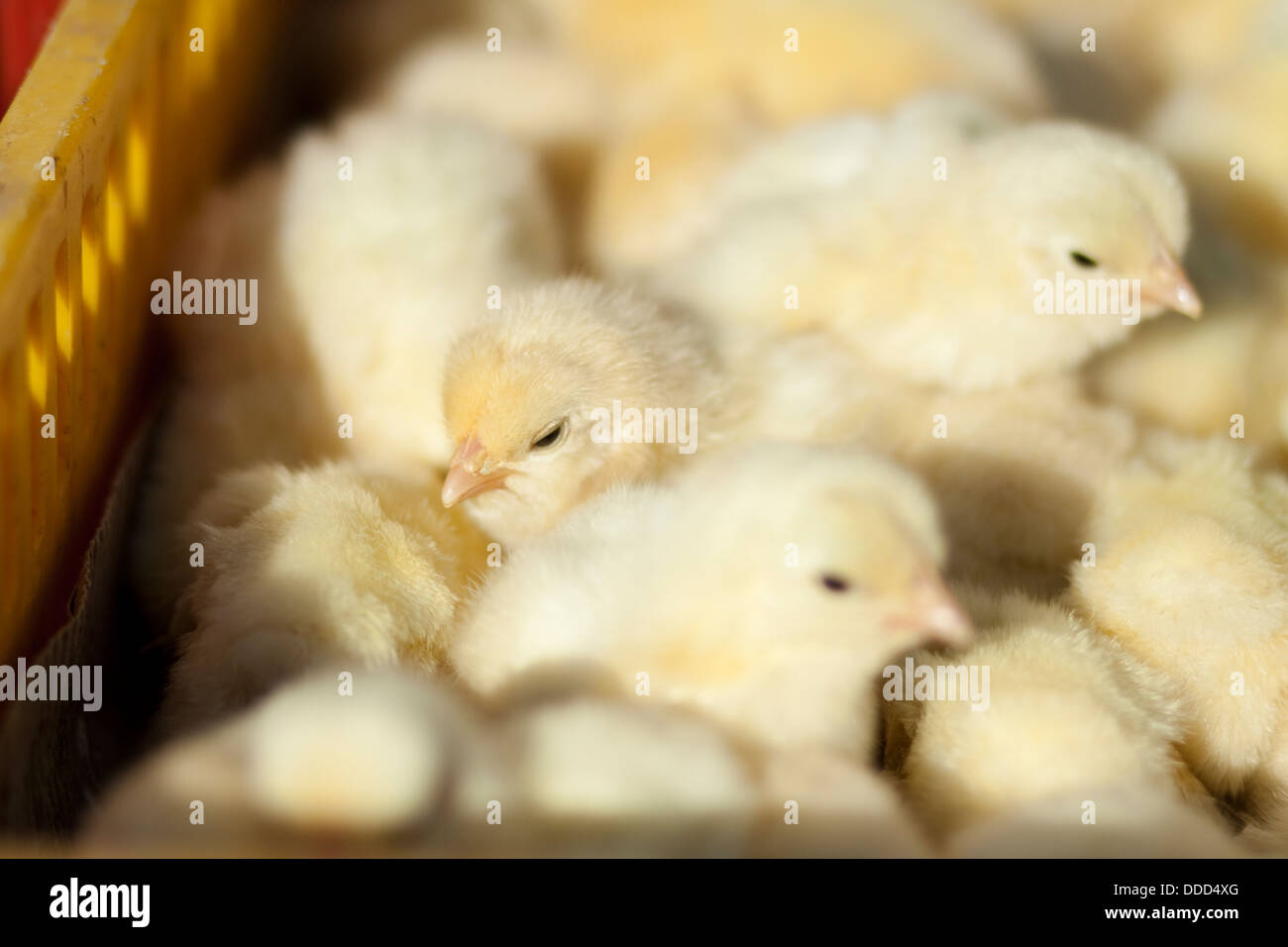 Young fledglings hi-res stock photography and images - Alamy