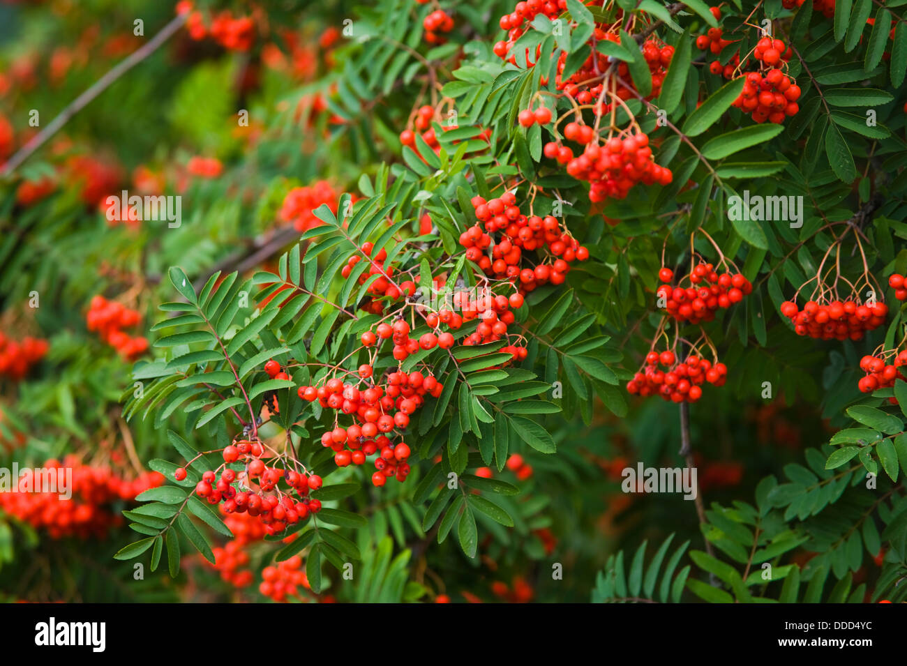 Berries on Mountain Ash tree Stock Photo - Alamy