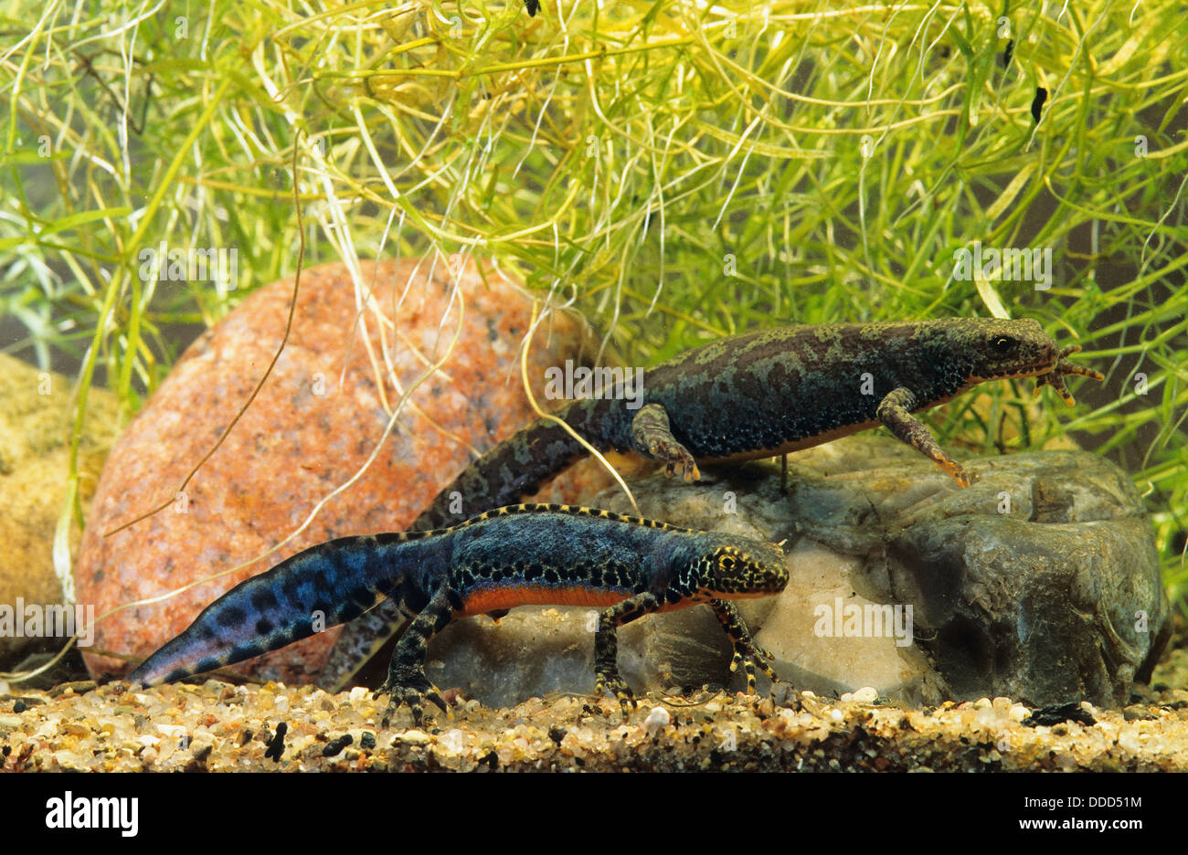 Alpine Newt, pair, Bergmolch, Alpenmolch, Paar, Molch, Ichthyosaura ...