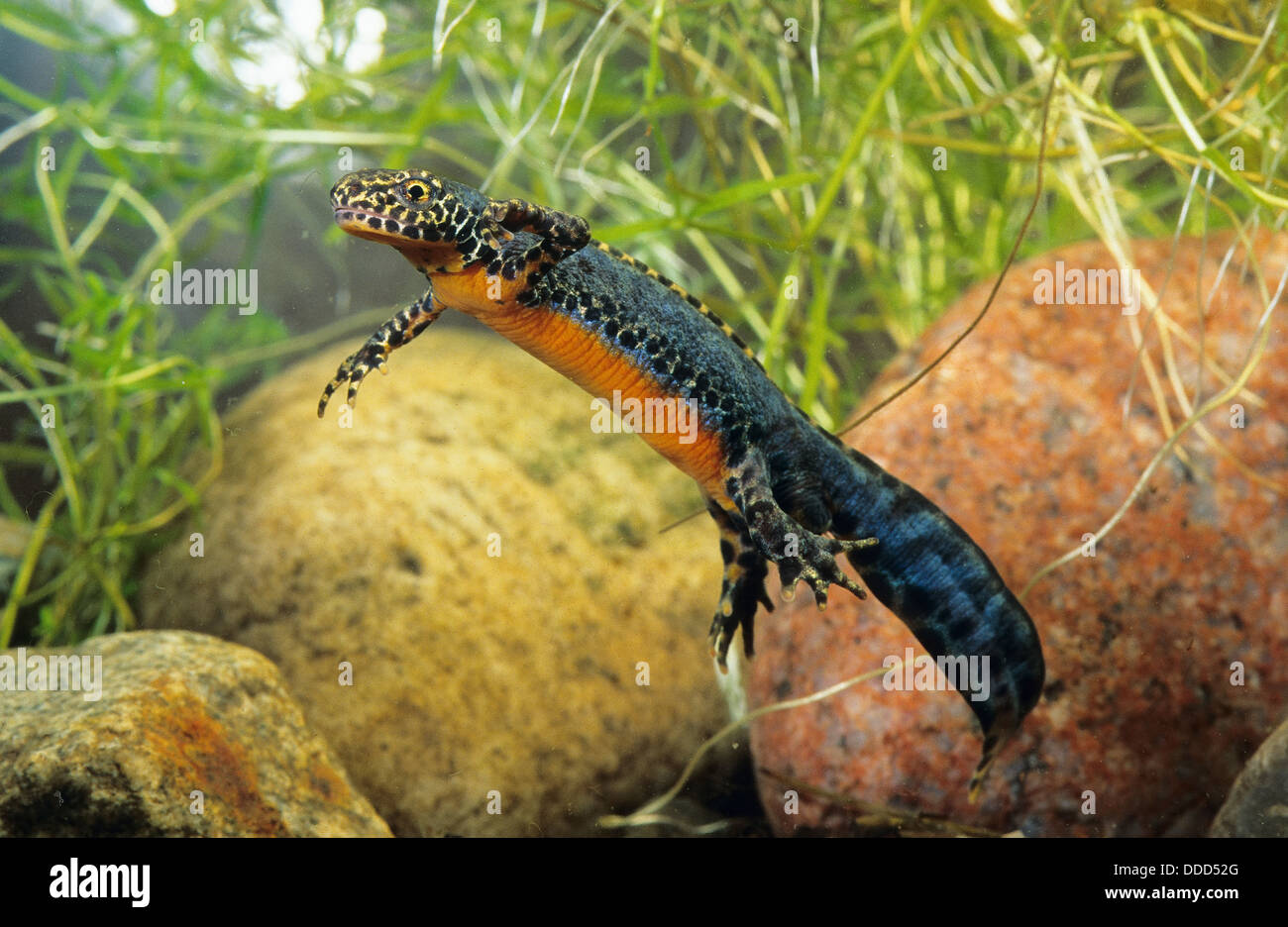 Alpine Newt, male, Bergmolch, Alpenmolch, Männchen, Molch, Ichthyosaura ...