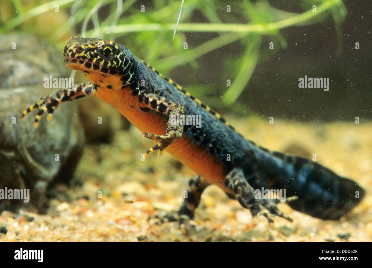 Alpine Newt, male, Bergmolch, Alpenmolch, Männchen, Molch Stock Photo ...