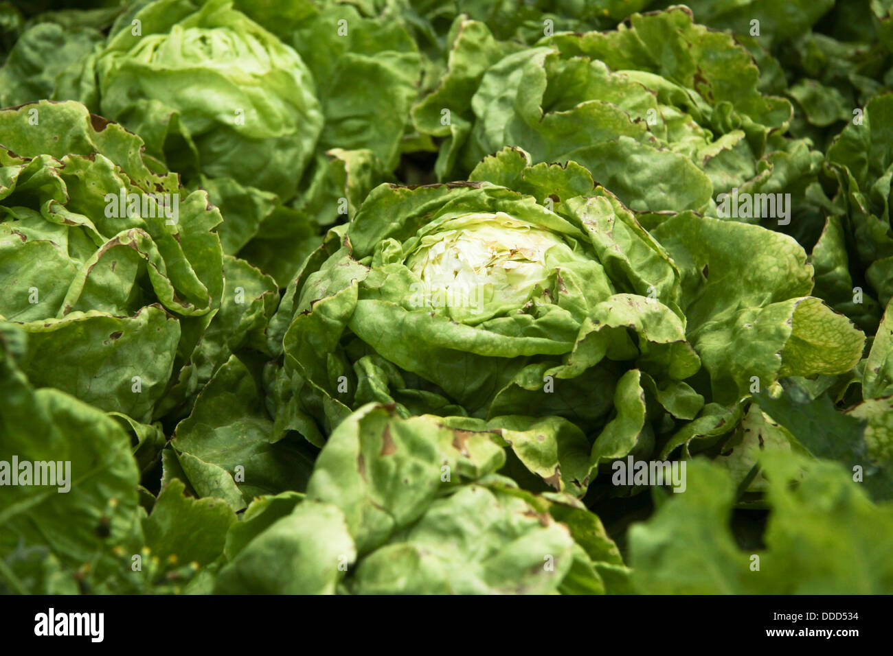 Fresh head salad Stock Photo - Alamy