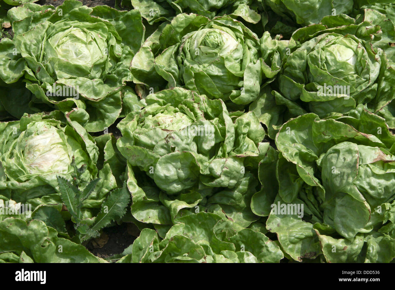 Fresh head salad Stock Photo - Alamy