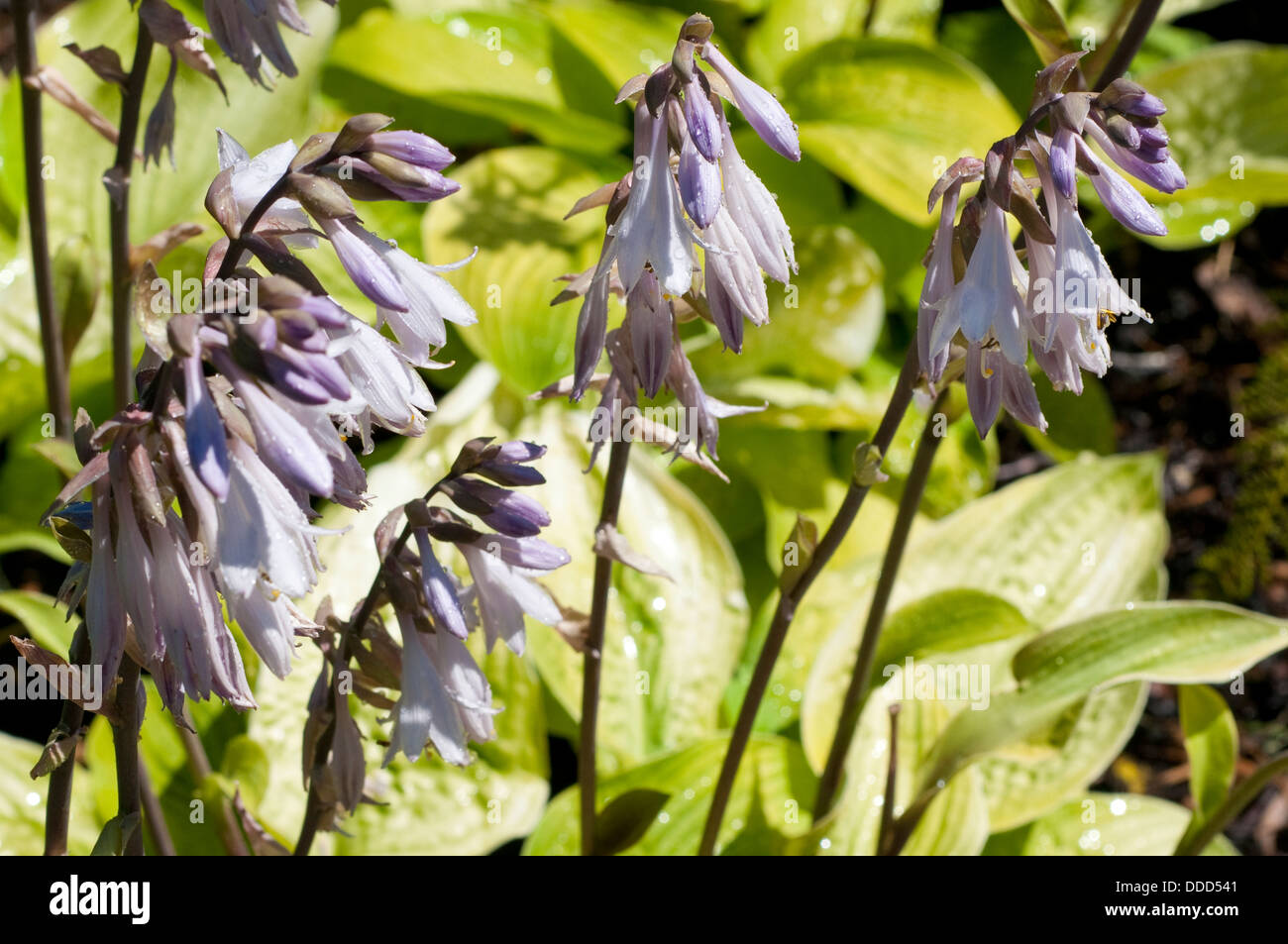 Hosta wogons boy hi-res stock photography and images - Alamy