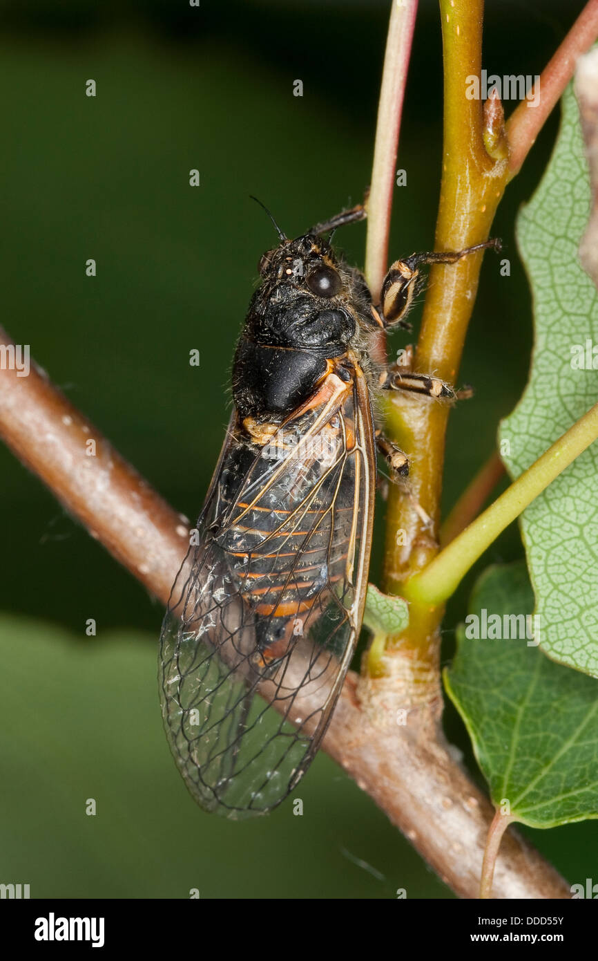 Cicada insect cicadas insects hi-res stock photography and images - Alamy