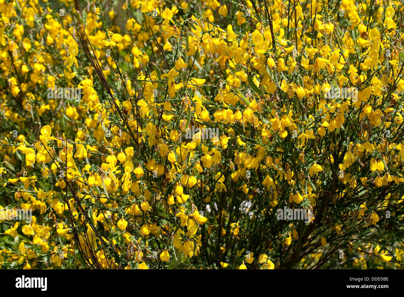 Common Broom, Besenginster, Besen-Ginster, Besenpfriem, Ginster ...